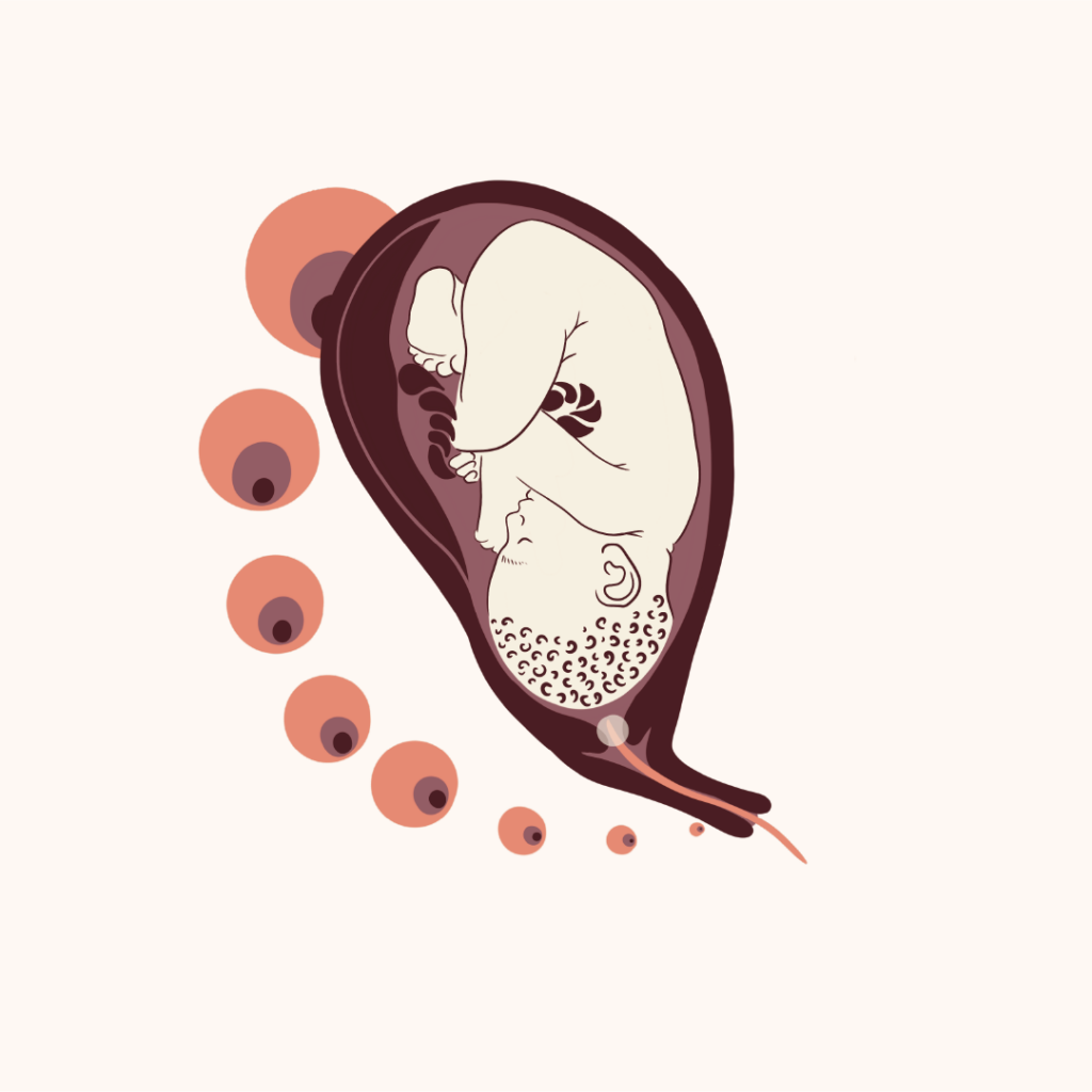 Artikelen – Vraag de Vroedvrouw